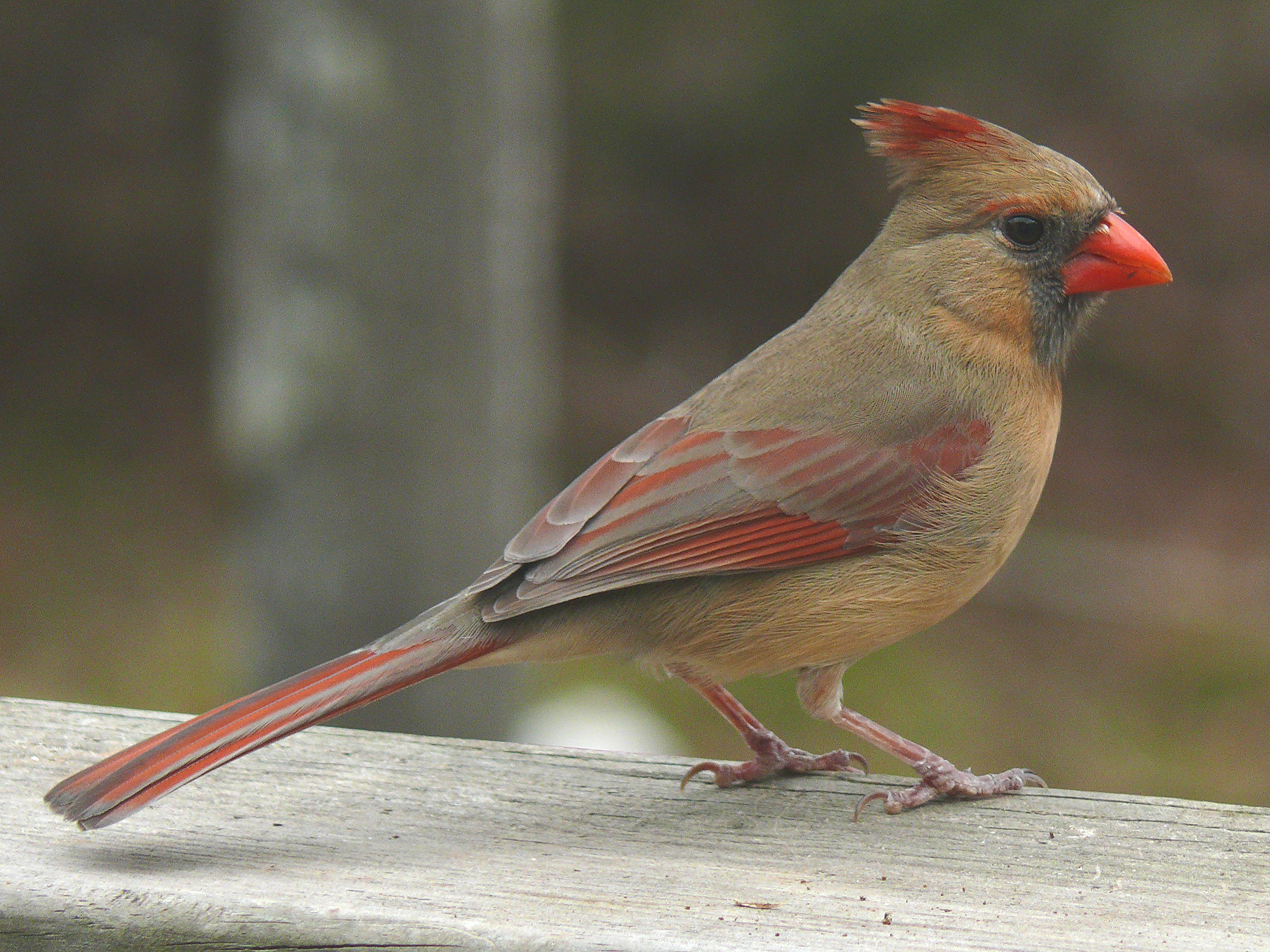 General Information About The Northern Cardinal Cardinalis Cardinalis General Information About The Northern Cardinal Cardinalis Cardinalis
