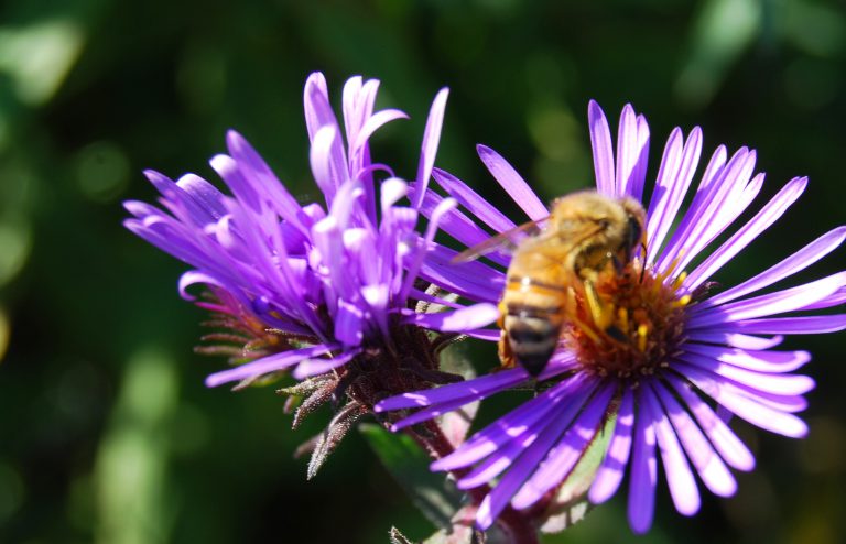 » Why Build a Pollinator Garden? The Environmental Cooperative