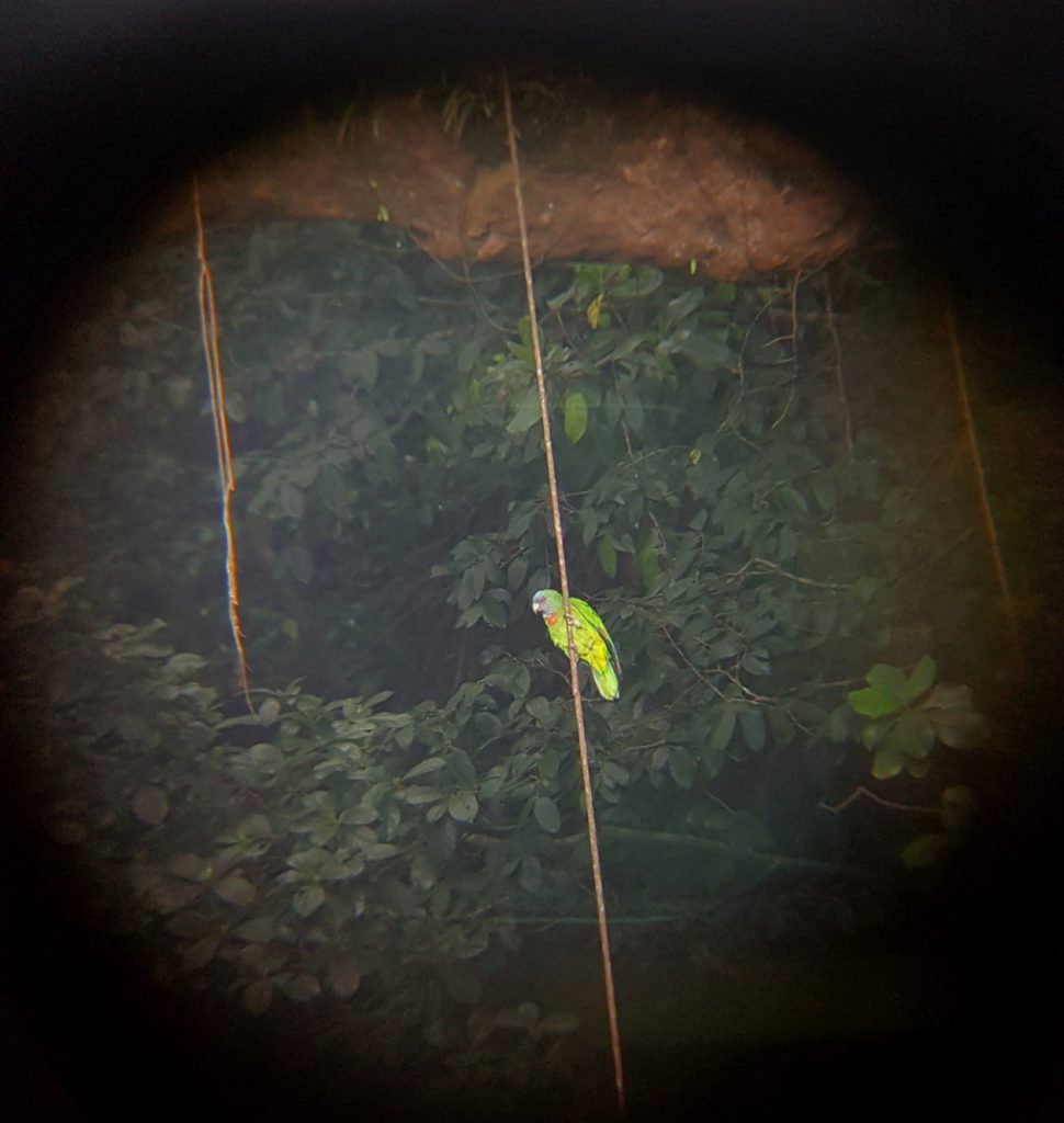 The Amazon Parrots of the Caribbean | Ford Scholars