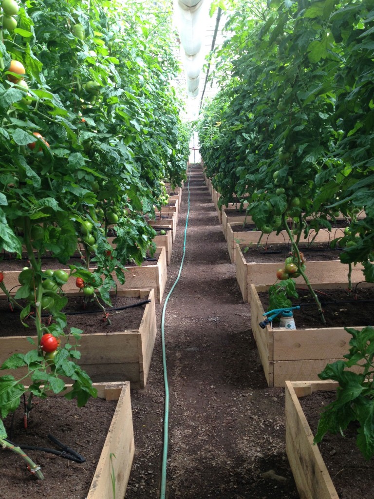 Individual Trip to McEnroe Organic Farm | Sustaining Hudson Valley ...