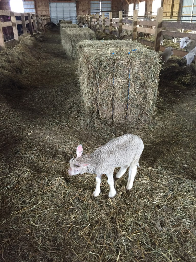Holy Sheep! | Sustaining Hudson Valley Agriculture