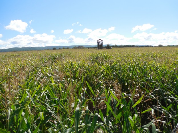 Why Barton Orchards Exemplifies All That Is Pleasant in The Hudson ...