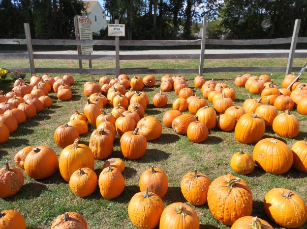 Why Barton Orchards Exemplifies All That Is Pleasant in The Hudson ...