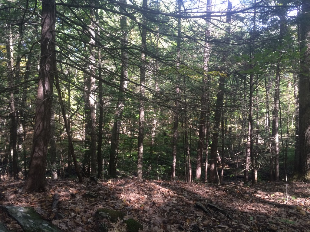 A Visit to Val-Kill | The Hudson Valley's Amenity Economy