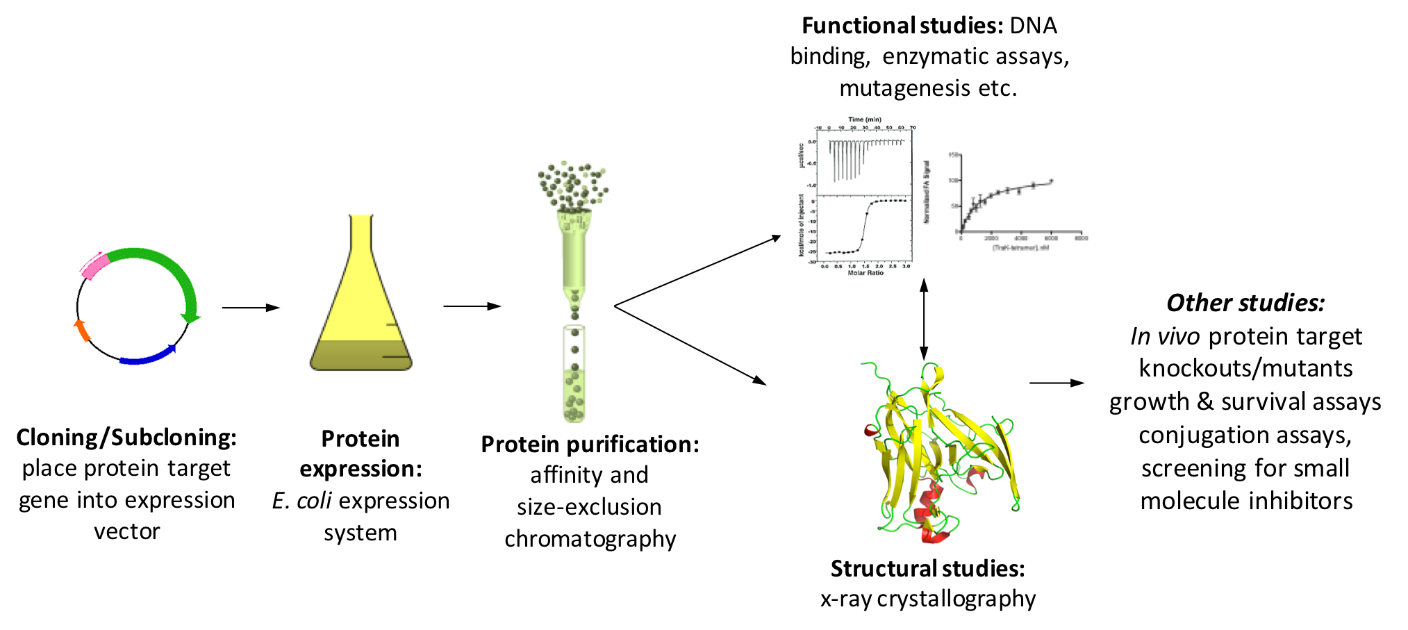 Research – McLaughlin Lab | Vassar