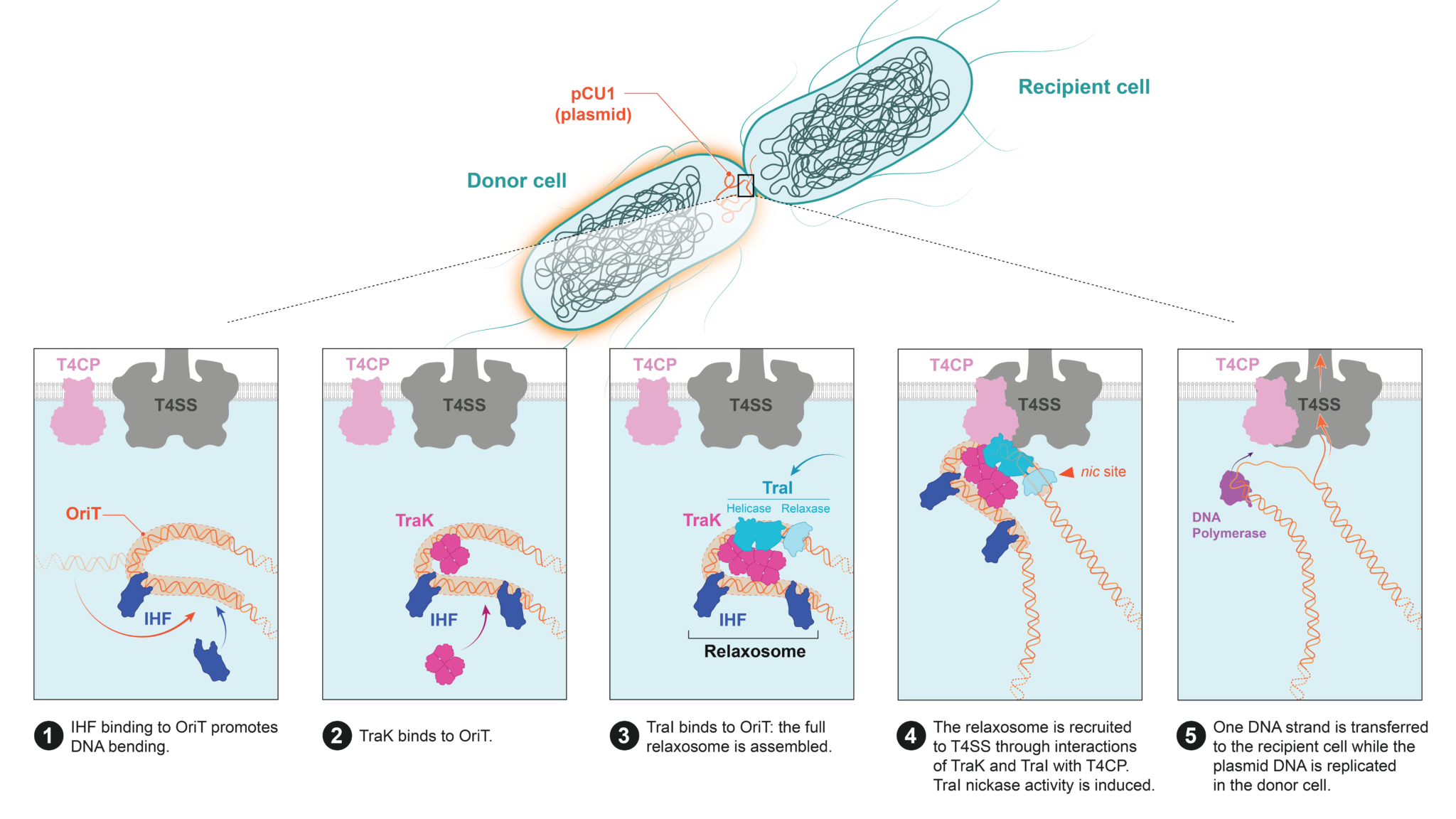 Structural Basis for the Conjugative Spread of Antibiotic Resistance ...