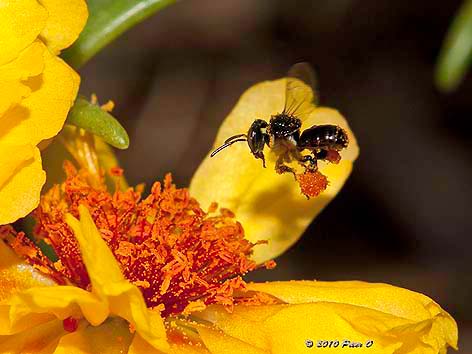 Stingless Bees and Color Vision