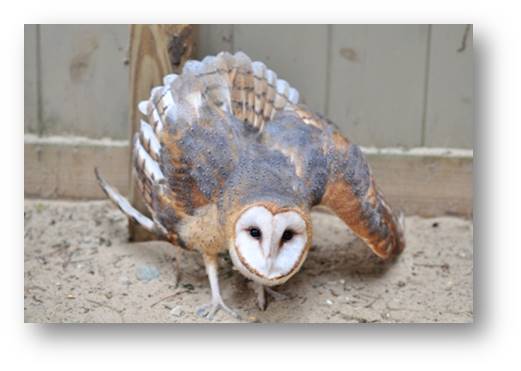 The Biology of the Barn Owl (Tyto alba)