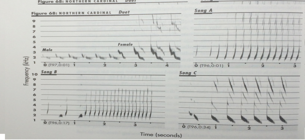The Northern Cardinal(Cardinalis cardinalis) Song