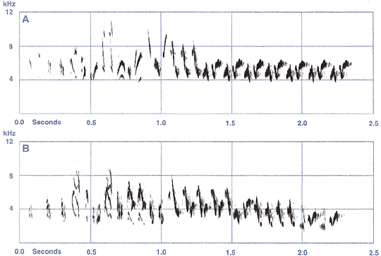 The House Wren’s Singing Behavior