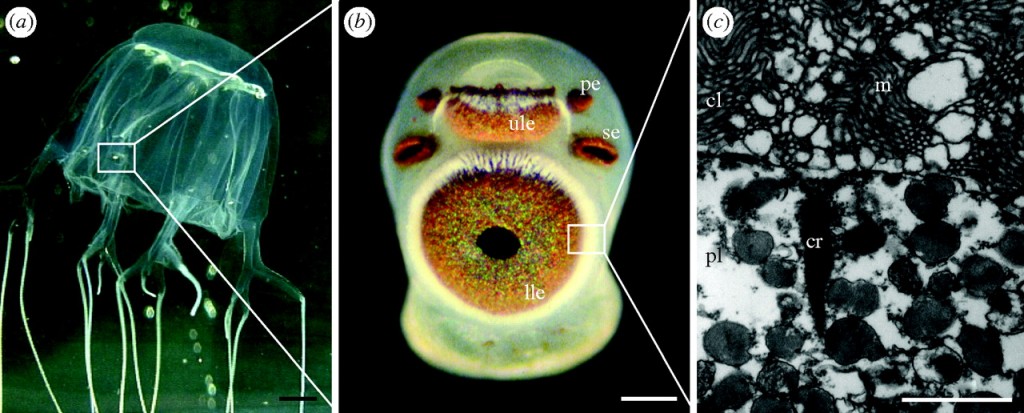 Prey capture ecology of the Cubozoan Carukia barnesi