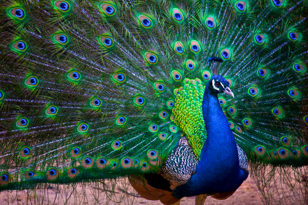 The Peahen Who Cried Wolf: Peafowl Can Differentiate Between the ...
