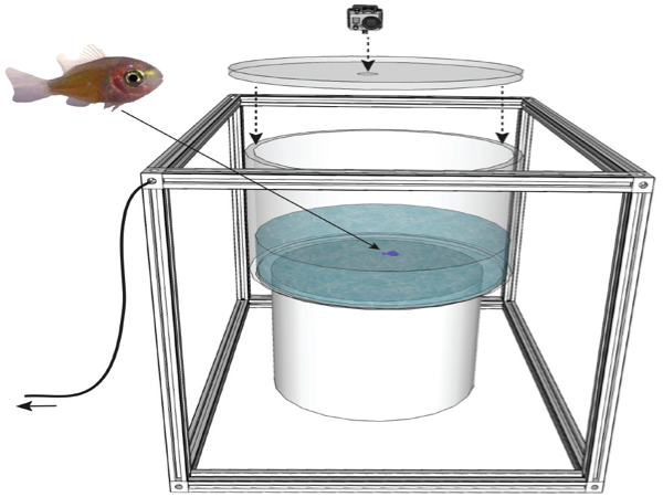 Magneto-Sensitivity: Evidence of Larval Fish Using the Earth’s Magnetic ...