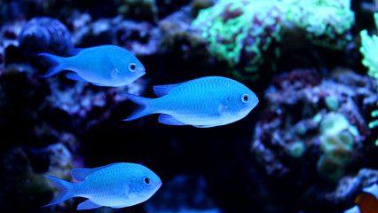 Magneto-Sensitivity: Evidence of Larval Fish Using the Earth’s Magnetic ...