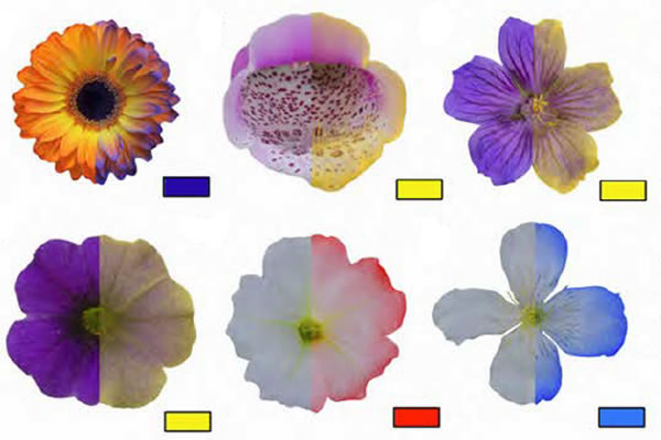The Electric Side of Pollination