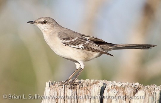 Northern Mockingbird- General Biology