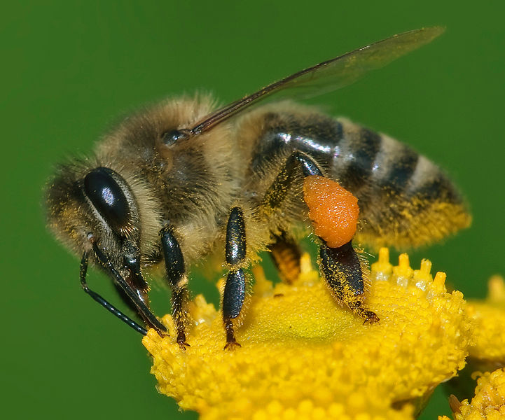 No compass needed: Honey bees are sensitive to Earth’s magnetic polarity