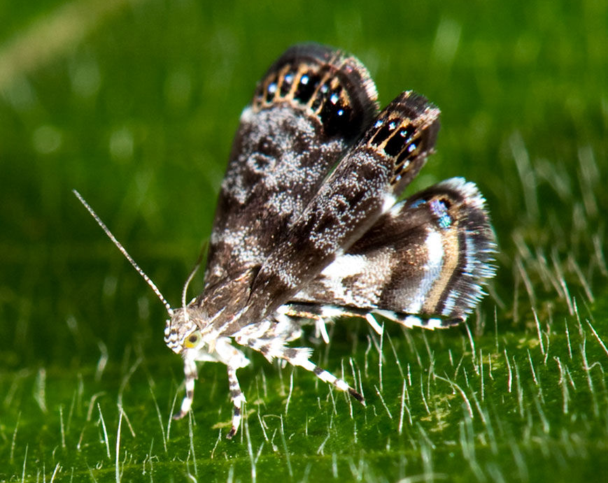 A sheep in wolf’s clothing: how one moth species can survive by ...