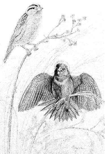 The Bobolink (Dolichonyx oryzivorus)-General Biology