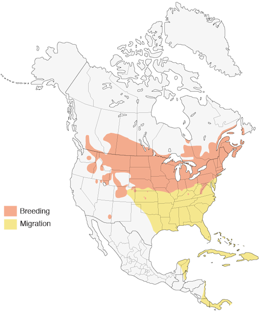 The Bobolink (Dolichonyx oryzivorus)-General Biology
