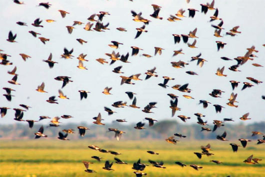 The Bobolink (Dolichonyx oryzivorus)-General Biology