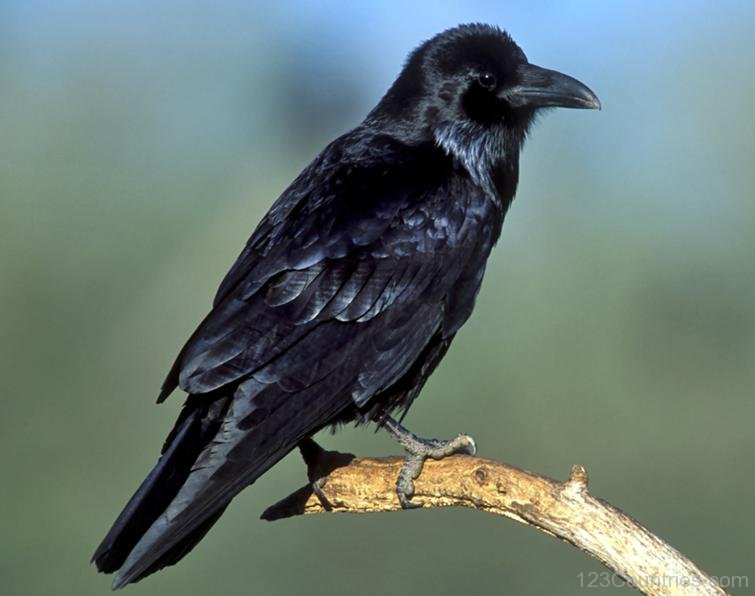 The Common Raven: Post#1