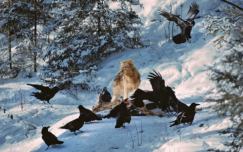 The Common Raven: Post#1