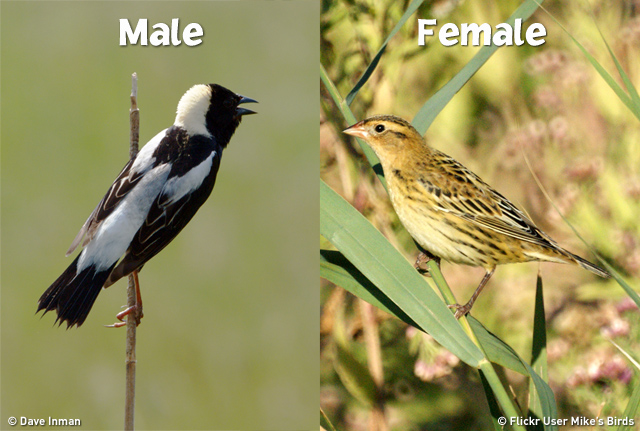 The Bobolink (Dolichonyx oryzivorus)-General Biology