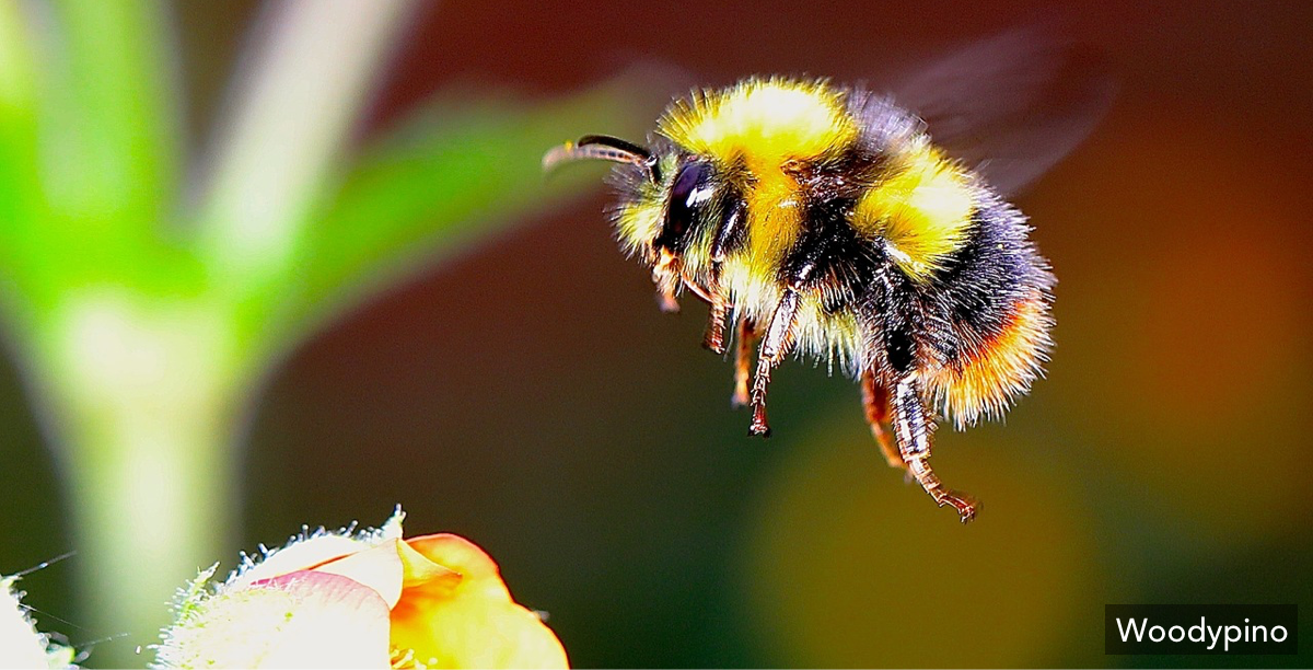 Hide in Plain Sight, On the Go