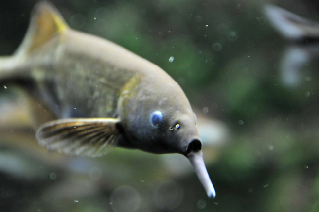 Electric Elephantfish: How this brilliant bottom-feeder finds its way ...
