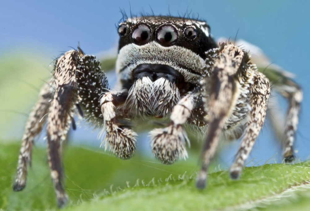 You are Where You Eat: Jumping Spiders and Home-Prey Preference