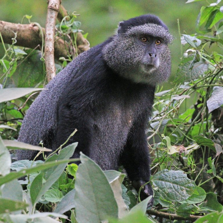 Why is that monkey making that weird noise? The function of boom calls ...