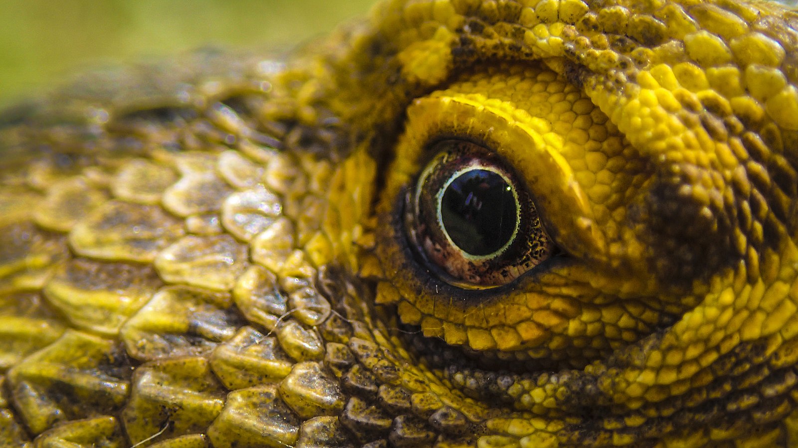 The eye of the dragon: retina differences in dragon lizards