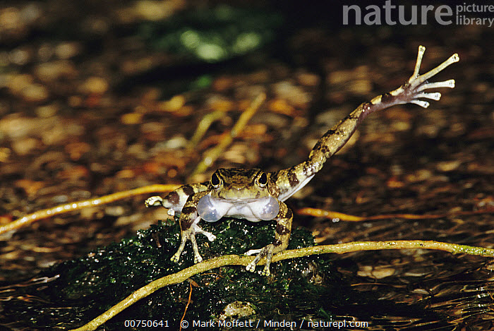 The real crazy frog – a report on the dance moves of a hylodine species
