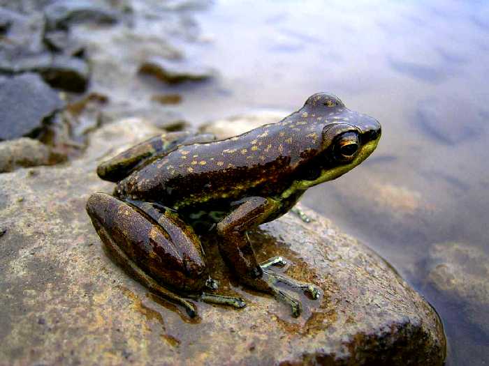 The real crazy frog – a report on the dance moves of a hylodine species