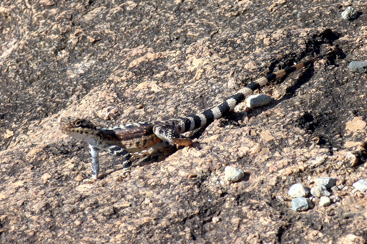 The eye of the dragon: retina differences in dragon lizards