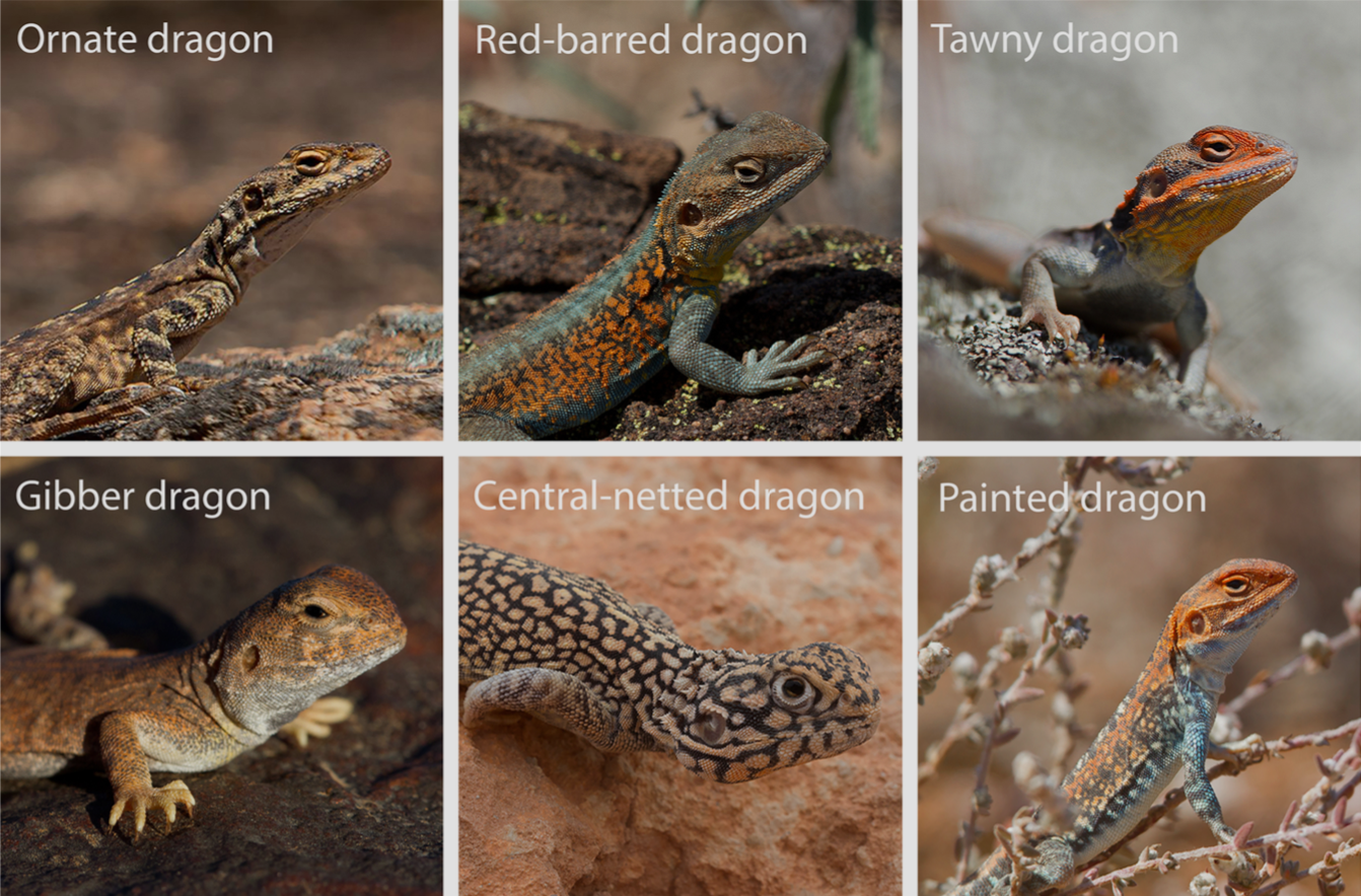 The eye of the dragon: retina differences in dragon lizards