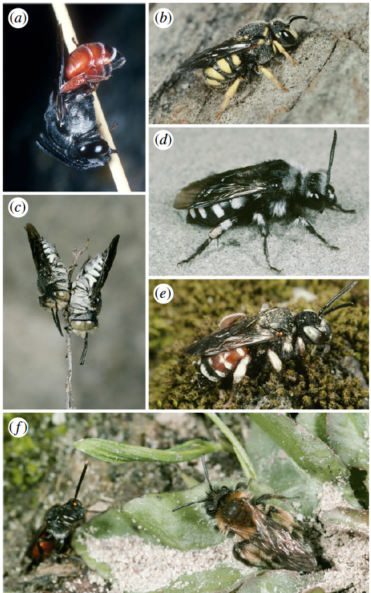What makes parasitic cuckoo bees so cu-cool? They parasitize foreign ...