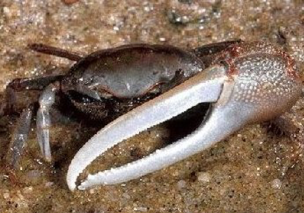 To Hide or Dance? Male Fiddler Crabs’ Behavior under Predator Threat