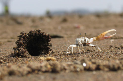 To Hide or Dance? Male Fiddler Crabs’ Behavior under Predator Threat