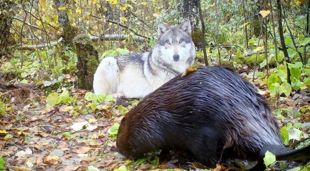Wolves use Wind to Hide and Seek Beavers