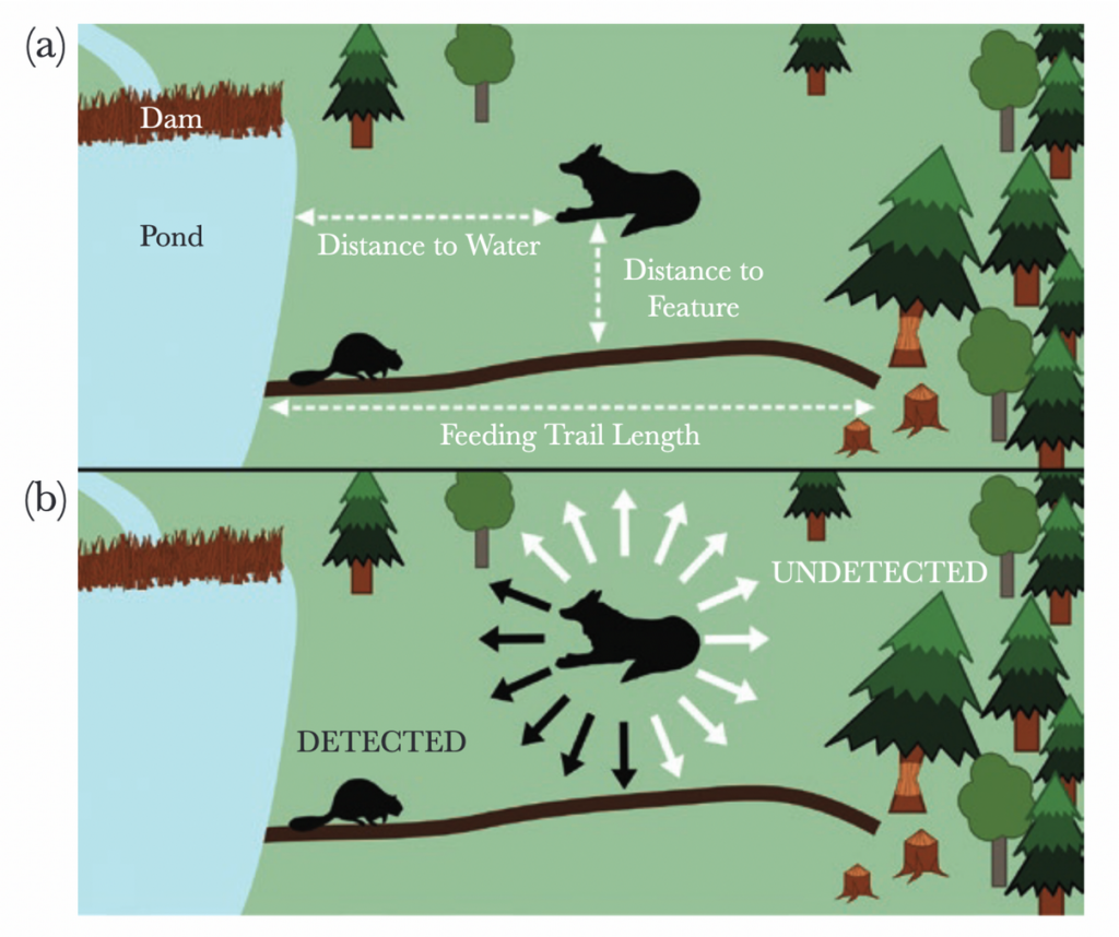 Wolves use Wind to Hide and Seek Beavers