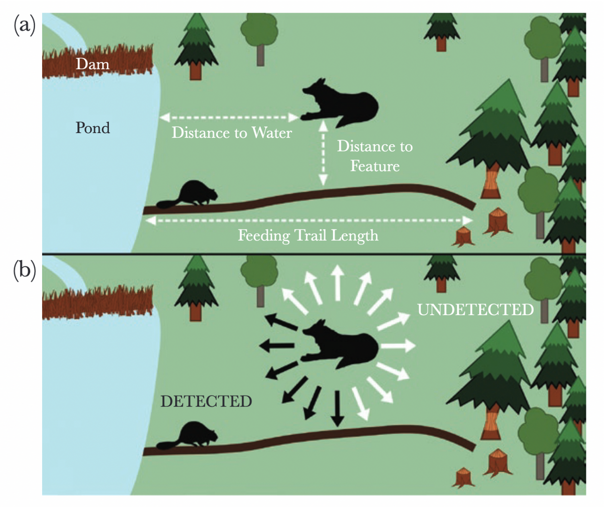 Wolves use Wind to Hide and Seek Beavers