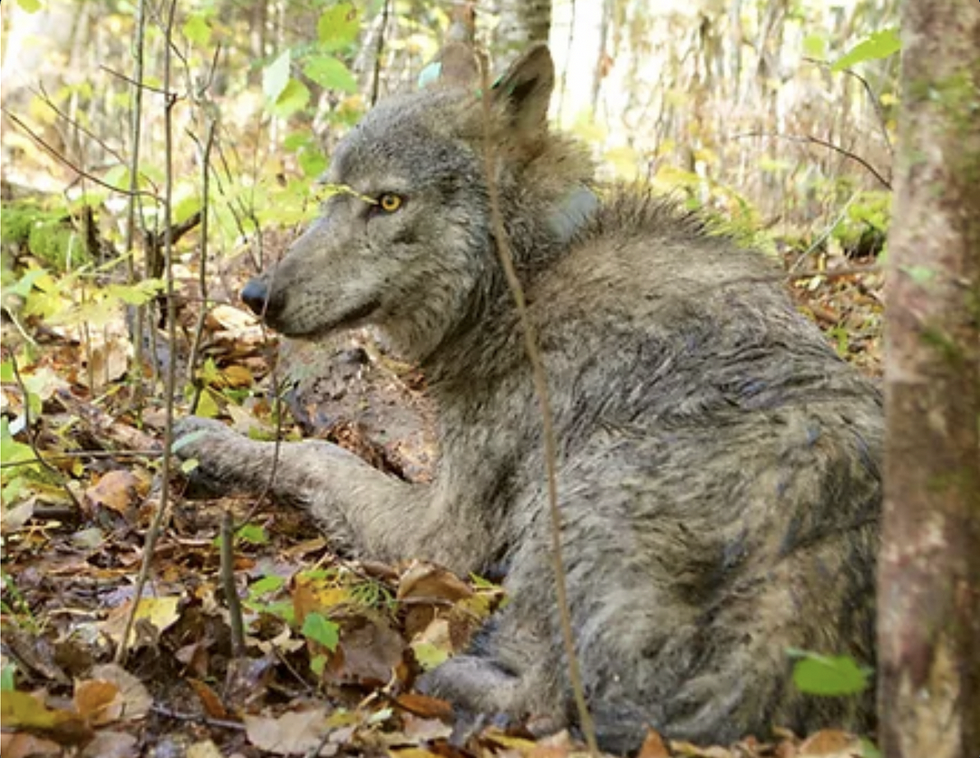 Wolves use Wind to Hide and Seek Beavers
