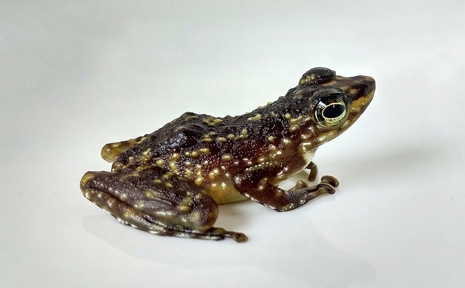 The Mastermind Behind Foot-flagging Frogs’ Flashy Courtship Displays ...