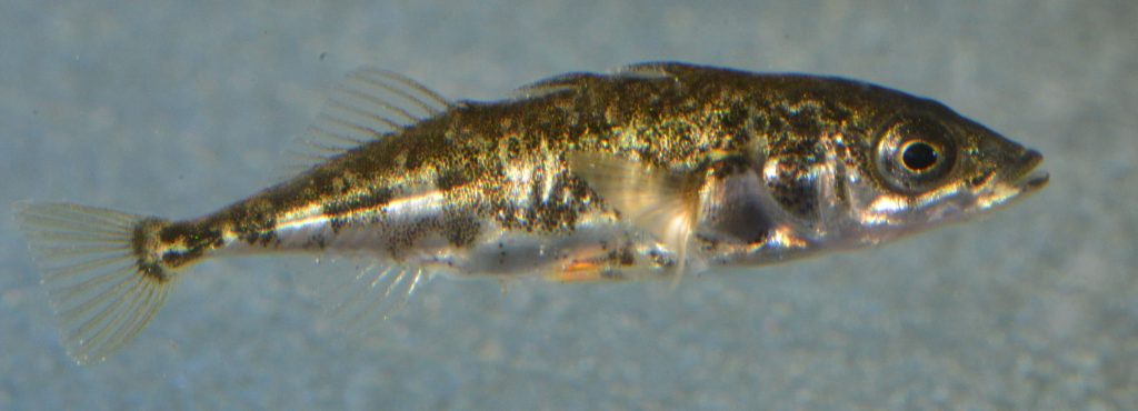 Do Fish Have a Favorite Side of Their Bodies? For Some Behaviors They ...