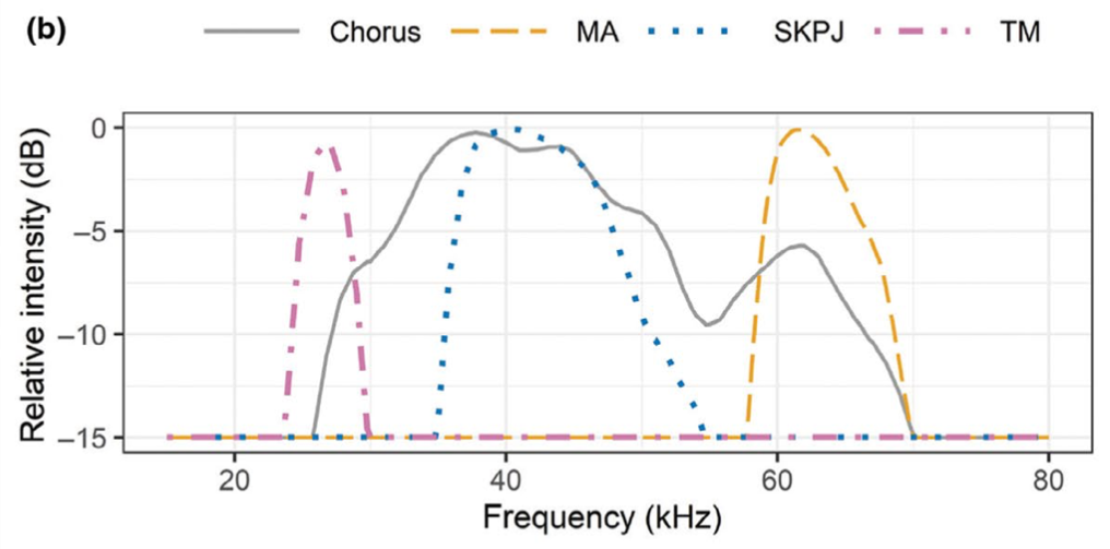 What?! I Can’t Hear You! Impact of Katydid Chorus on Bat Hunting Behavior
