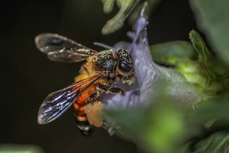 The “Lit” Nightlife of the Giant Honey Bee