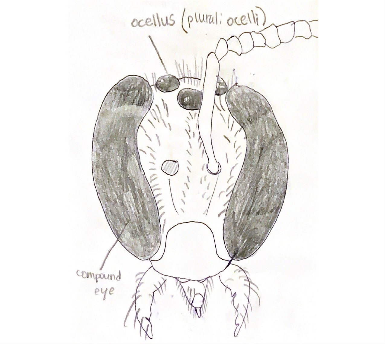 The “Lit” Nightlife of the Giant Honey Bee