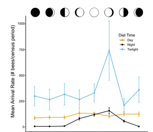 The “Lit” Nightlife of the Giant Honey Bee